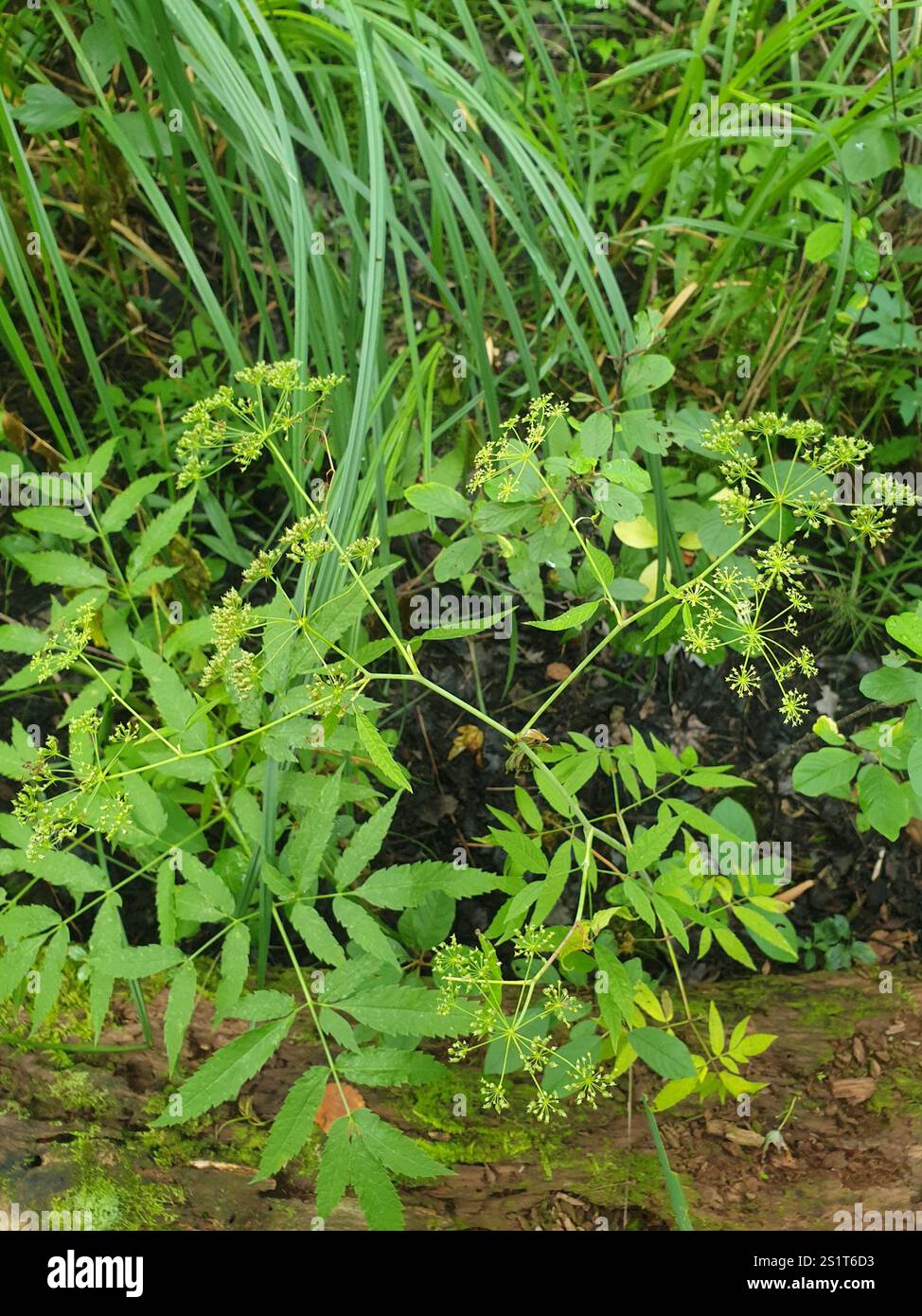common water-hemlock (Cicuta maculata maculata Stock Photo - Alamy
