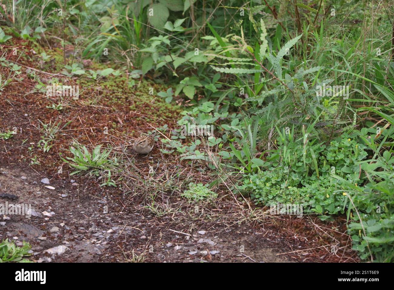 Chipping Sparrow (Spizella passerina Stock Photo - Alamy