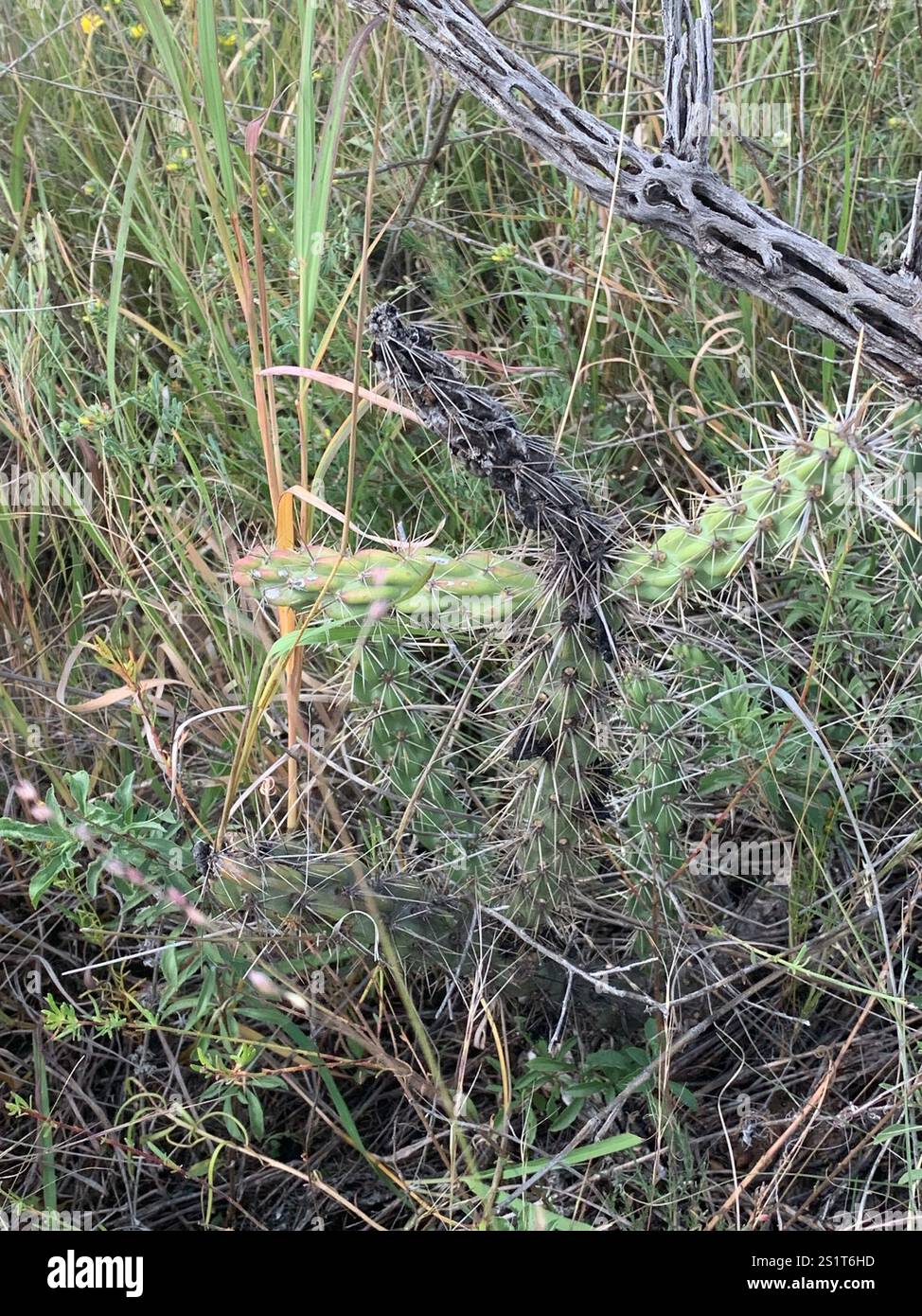 tree cholla (Cylindropuntia imbricata Stock Photo - Alamy