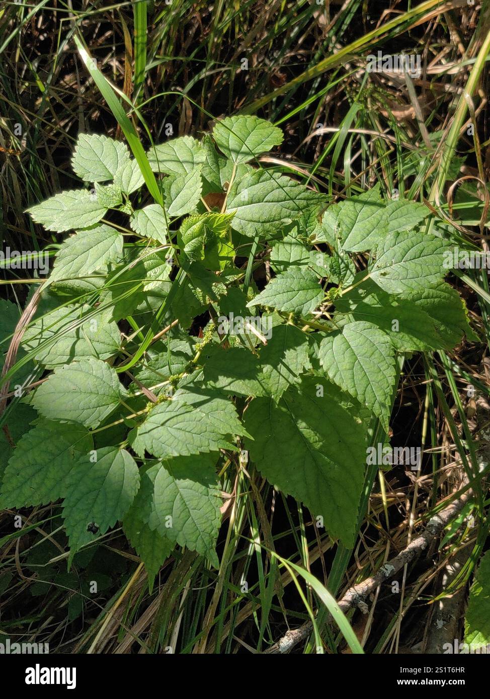 false nettle (Boehmeria cylindrica Stock Photo - Alamy