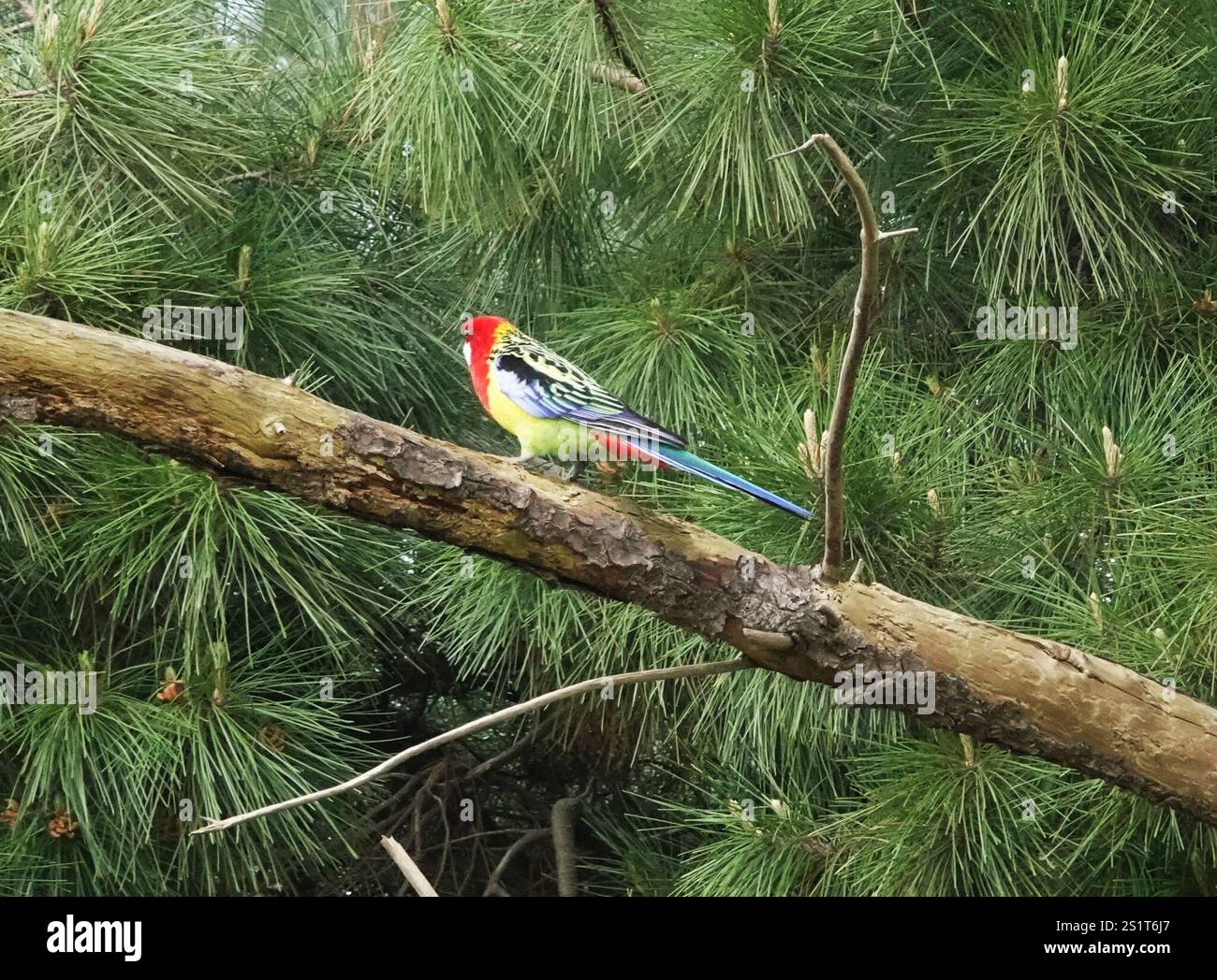 Southeast Eastern Rosella (Platycercus eximius eximius Stock Photo - Alamy