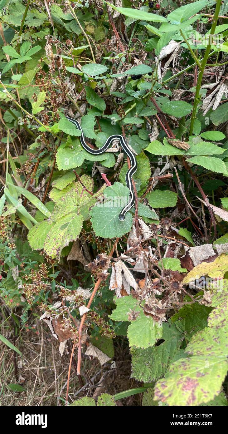 Puget Sound Garter Snake (Thamnophis sirtalis pickeringii Stock Photo ...