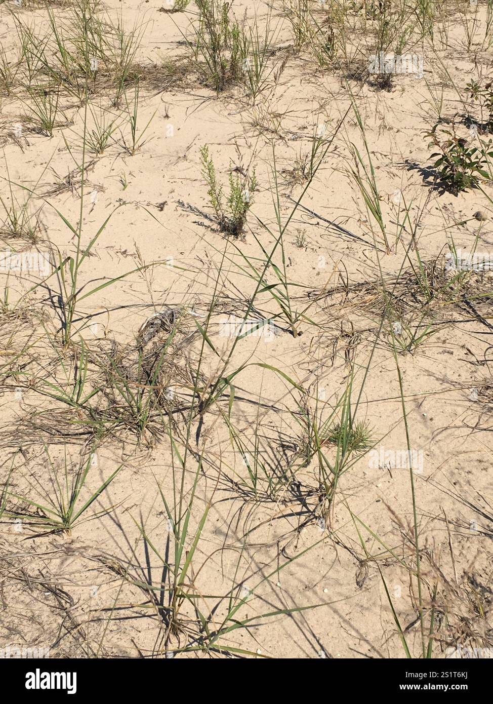 Sand Reedgrass (Sporobolus rigidus Stock Photo - Alamy