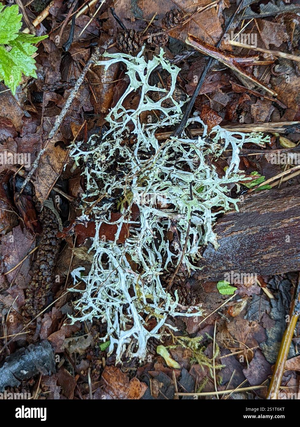 Ribbon Rag Lichen (Platismatia stenophylla Stock Photo - Alamy