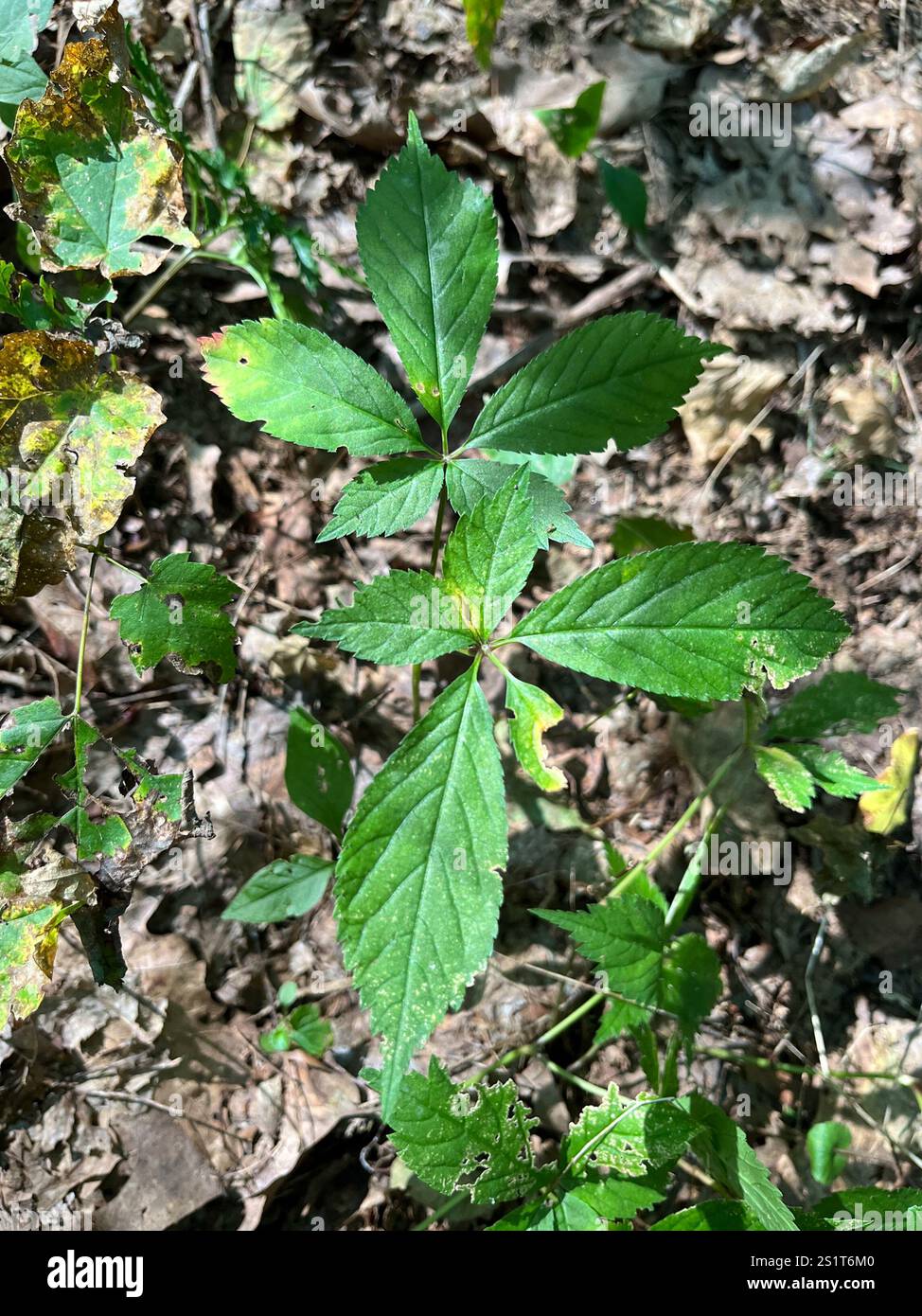 American ginseng (Panax quinquefolius Stock Photo - Alamy