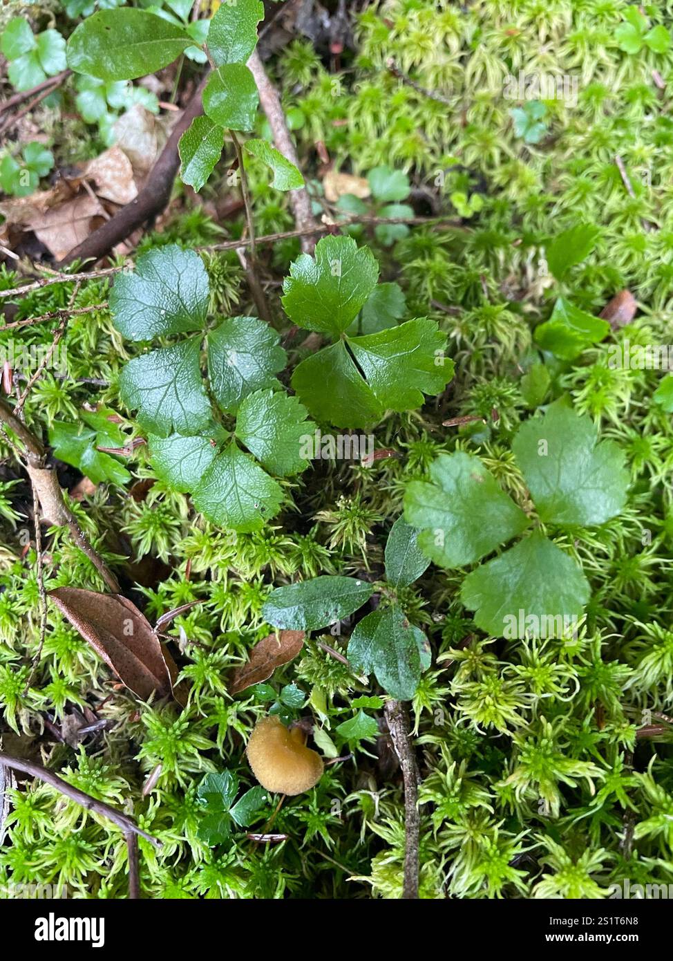 threeleaf goldthread (Coptis trifolia Stock Photo - Alamy