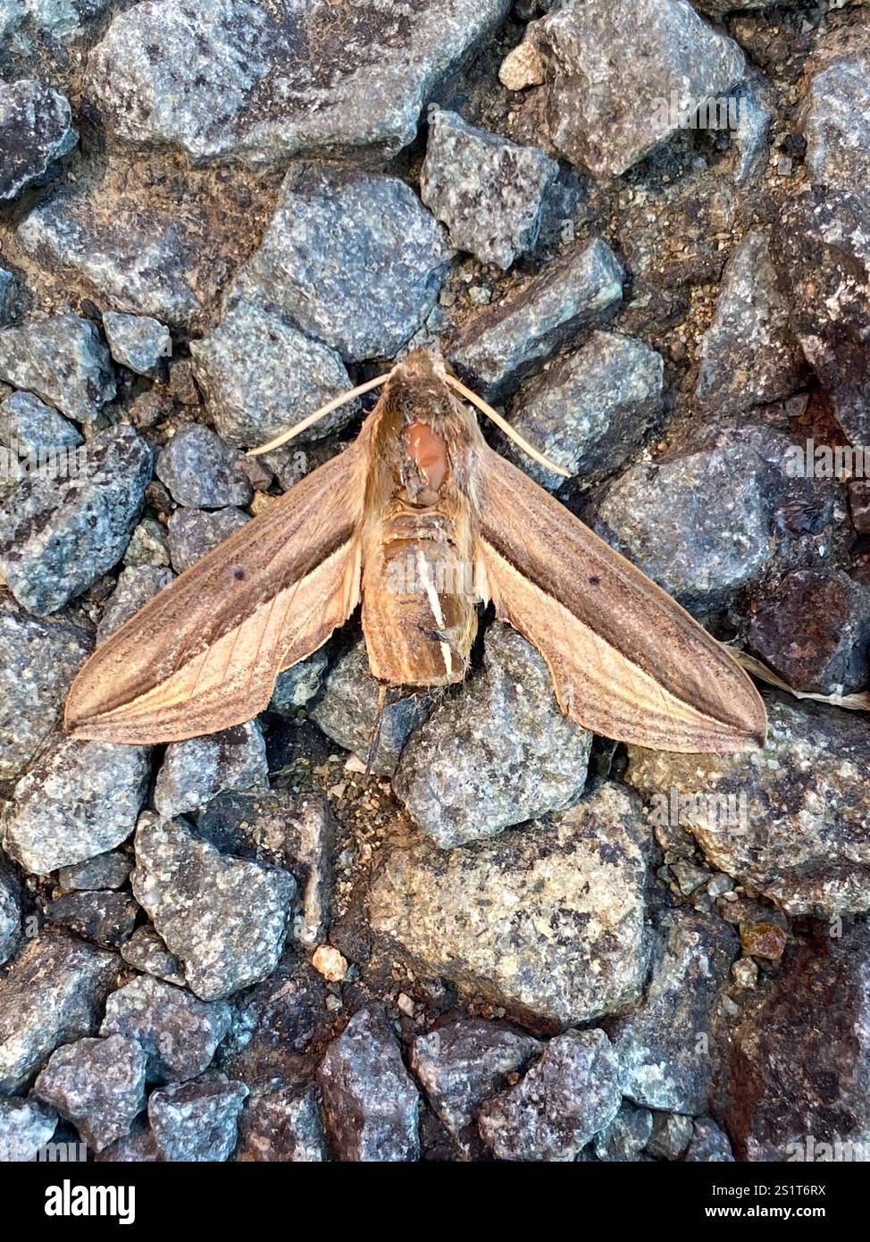 Sphinx Moths (Sphingidae Stock Photo - Alamy