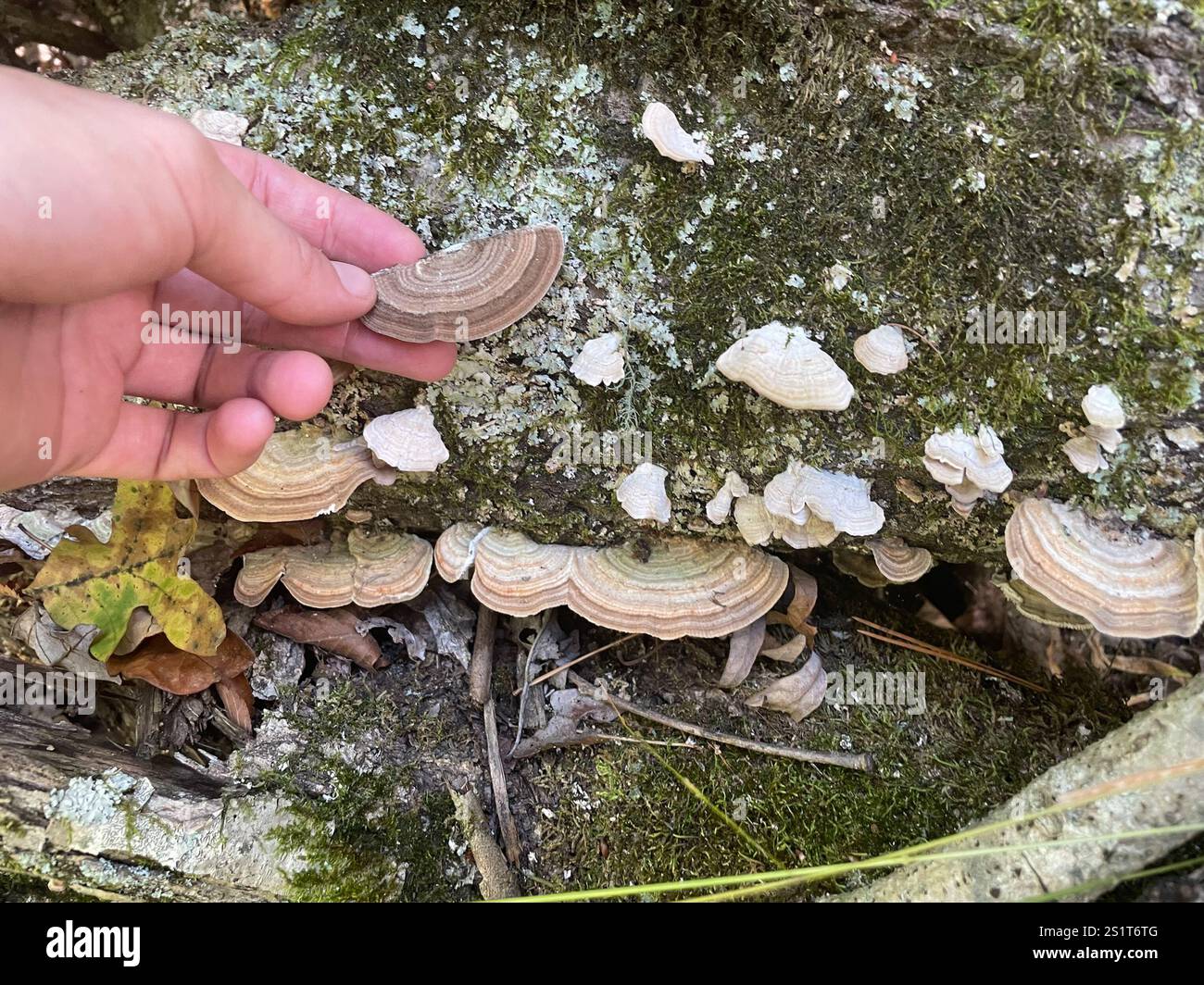 Gilled Polypore (Trametes betulina Stock Photo - Alamy