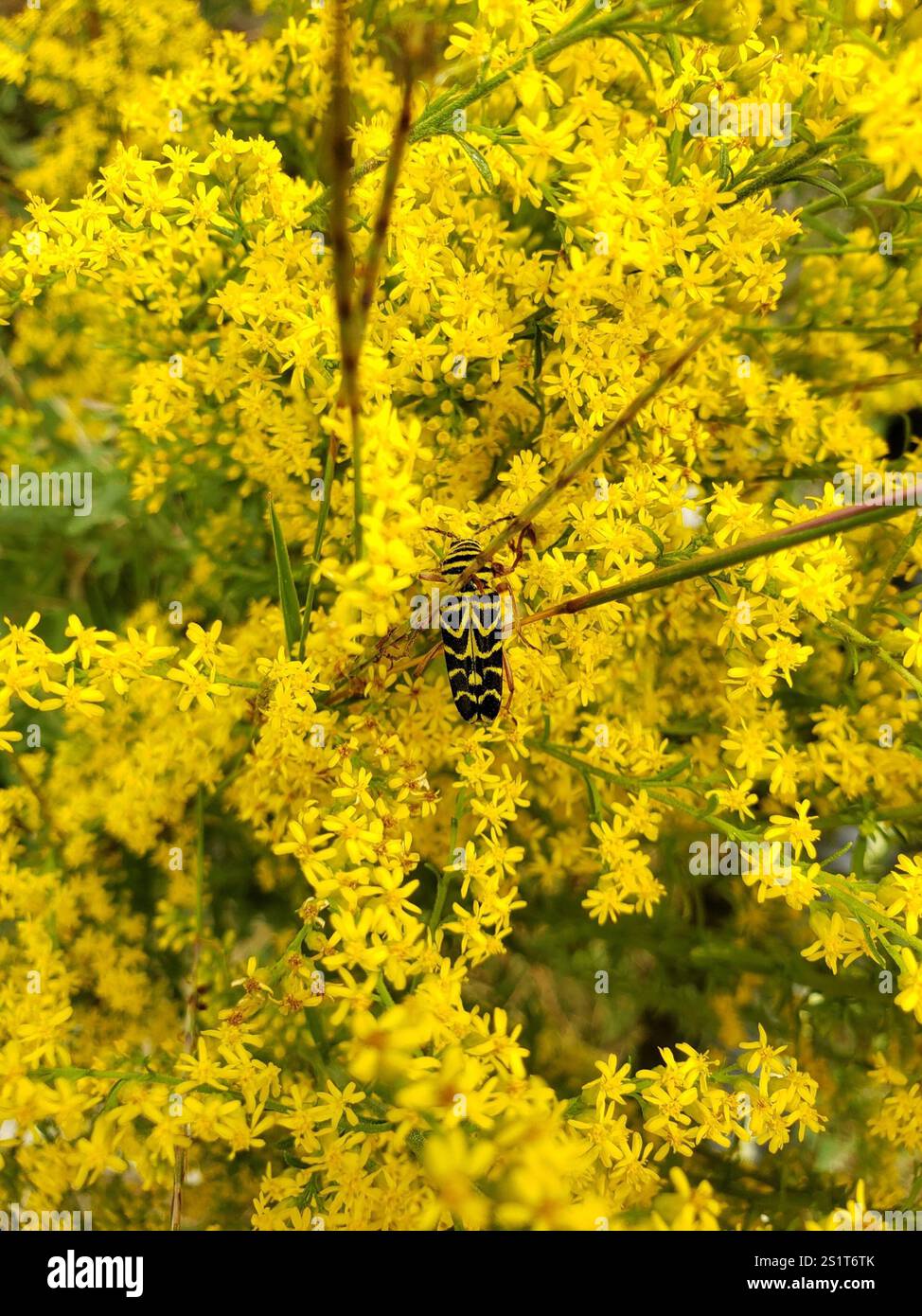 Locust Borer (Megacyllene robiniae Stock Photo - Alamy