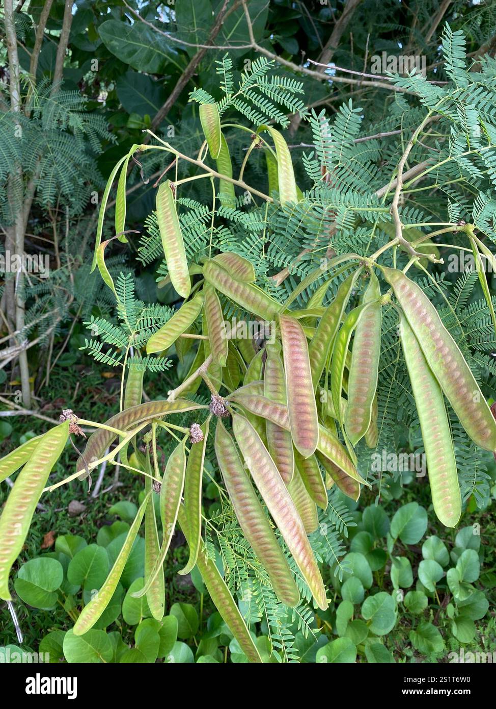 White leadtree (Leucaena leucocephala Stock Photo - Alamy