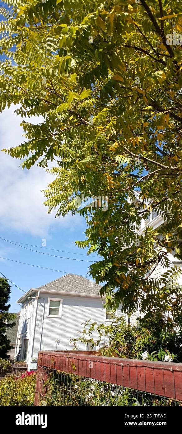 northern California black walnut (Juglans hindsii Stock Photo - Alamy