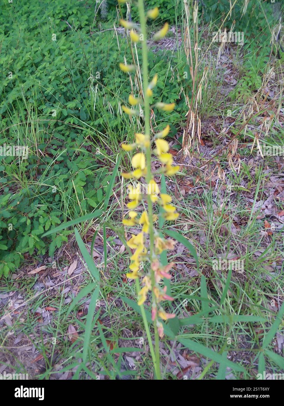 lanceleaf rattlebox (Crotalaria lanceolata Stock Photo - Alamy