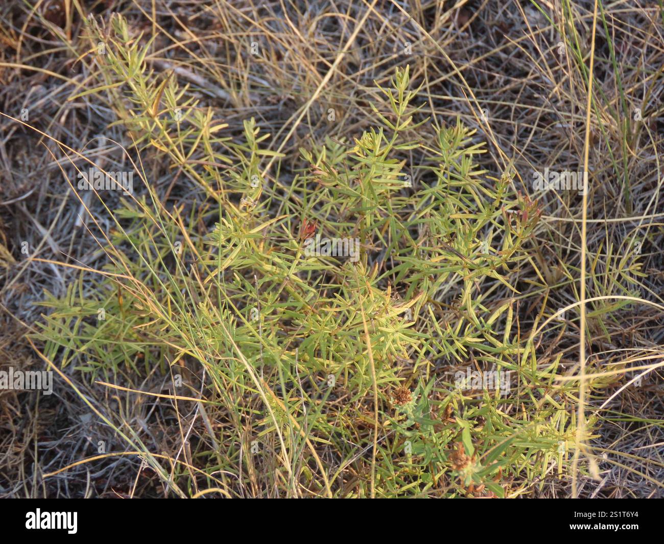 Northern Bedstraw (Galium boreale Stock Photo - Alamy