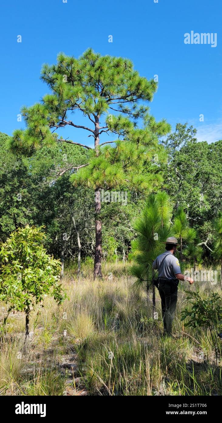 longleaf pine (Pinus palustris Stock Photo - Alamy