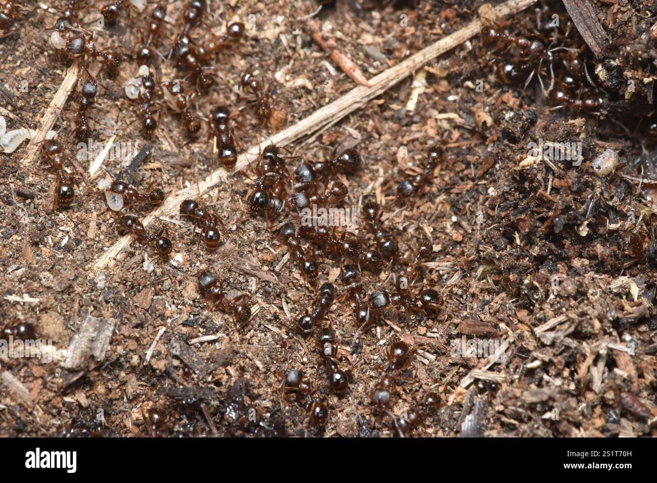 Western Collared Ant (Aphaenogaster occidentalis Stock Photo - Alamy