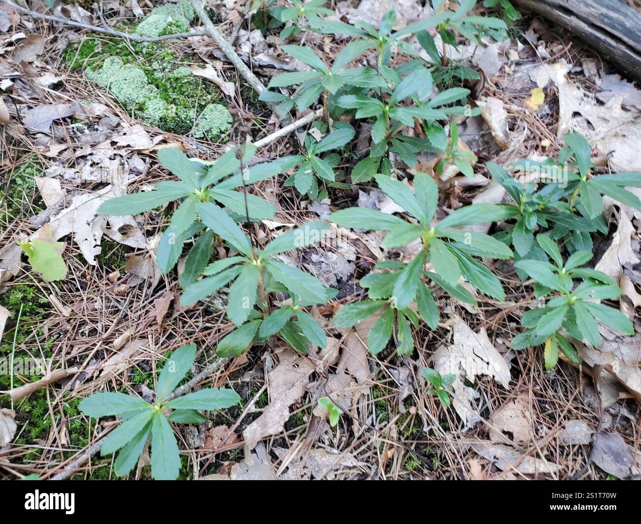 pipsissewa (Chimaphila umbellata Stock Photo - Alamy