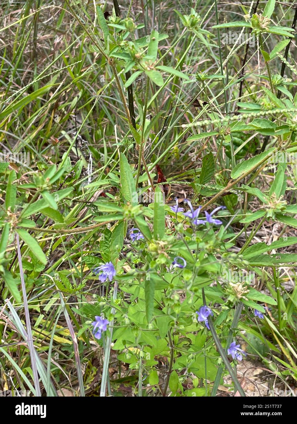Blue Curls (Trichostema dichotomum Stock Photo - Alamy
