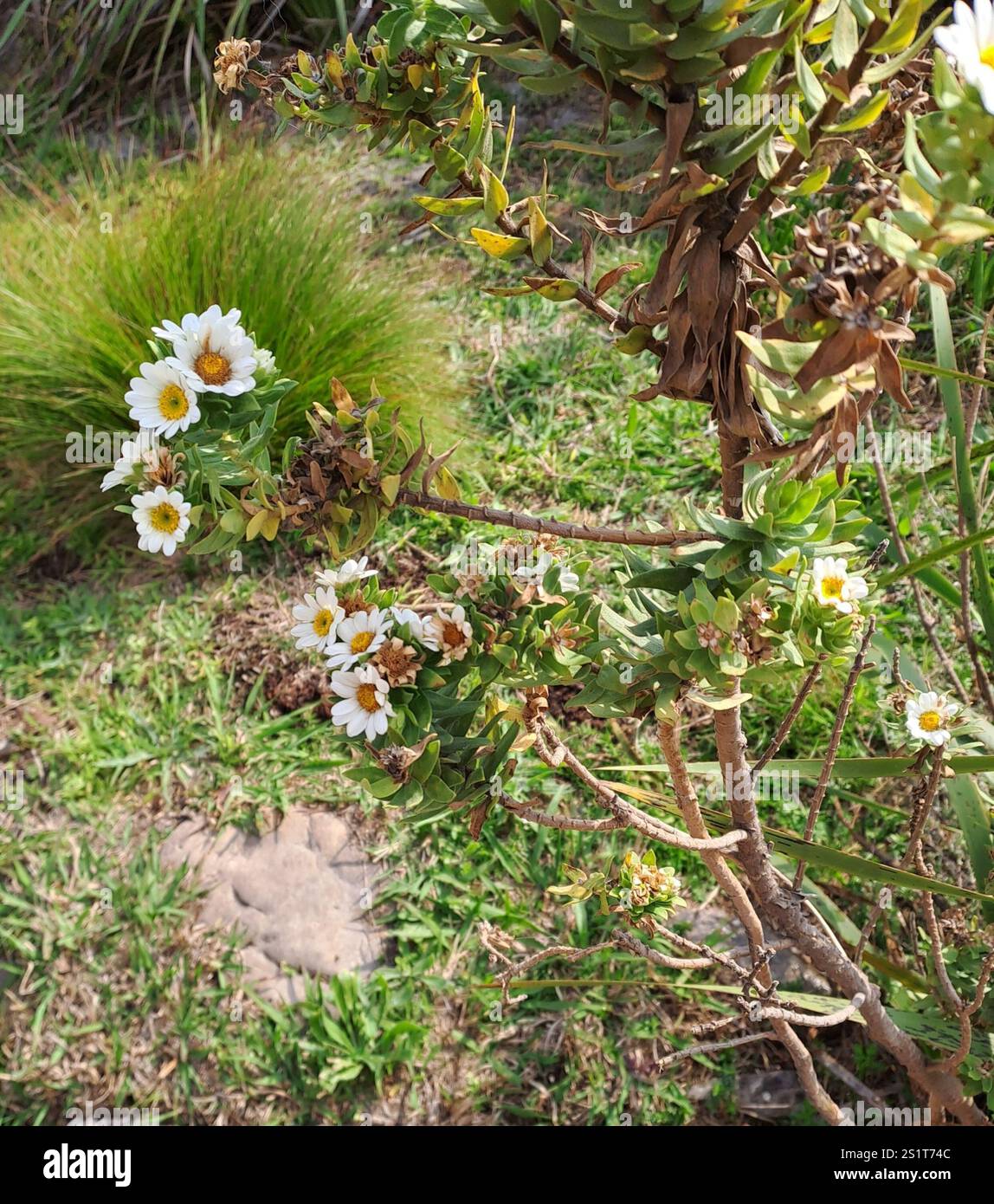Swamp Daisy (Osmitopsis asteriscoides Stock Photo - Alamy
