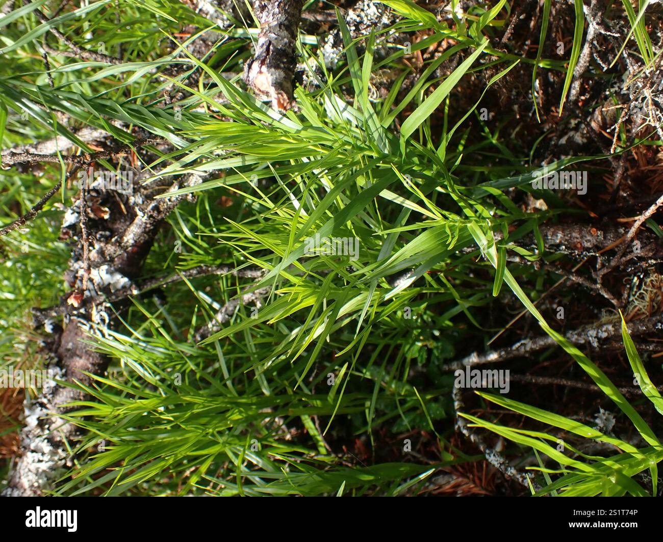 Three-way Sedge (Dulichium arundinaceum Stock Photo - Alamy