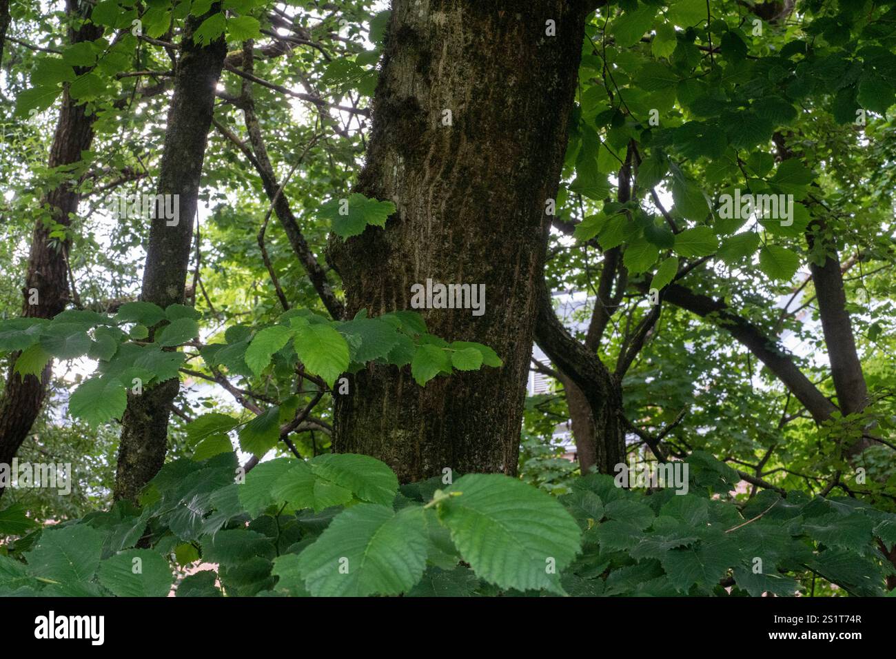 Wych Elm (Ulmus glabra Stock Photo - Alamy