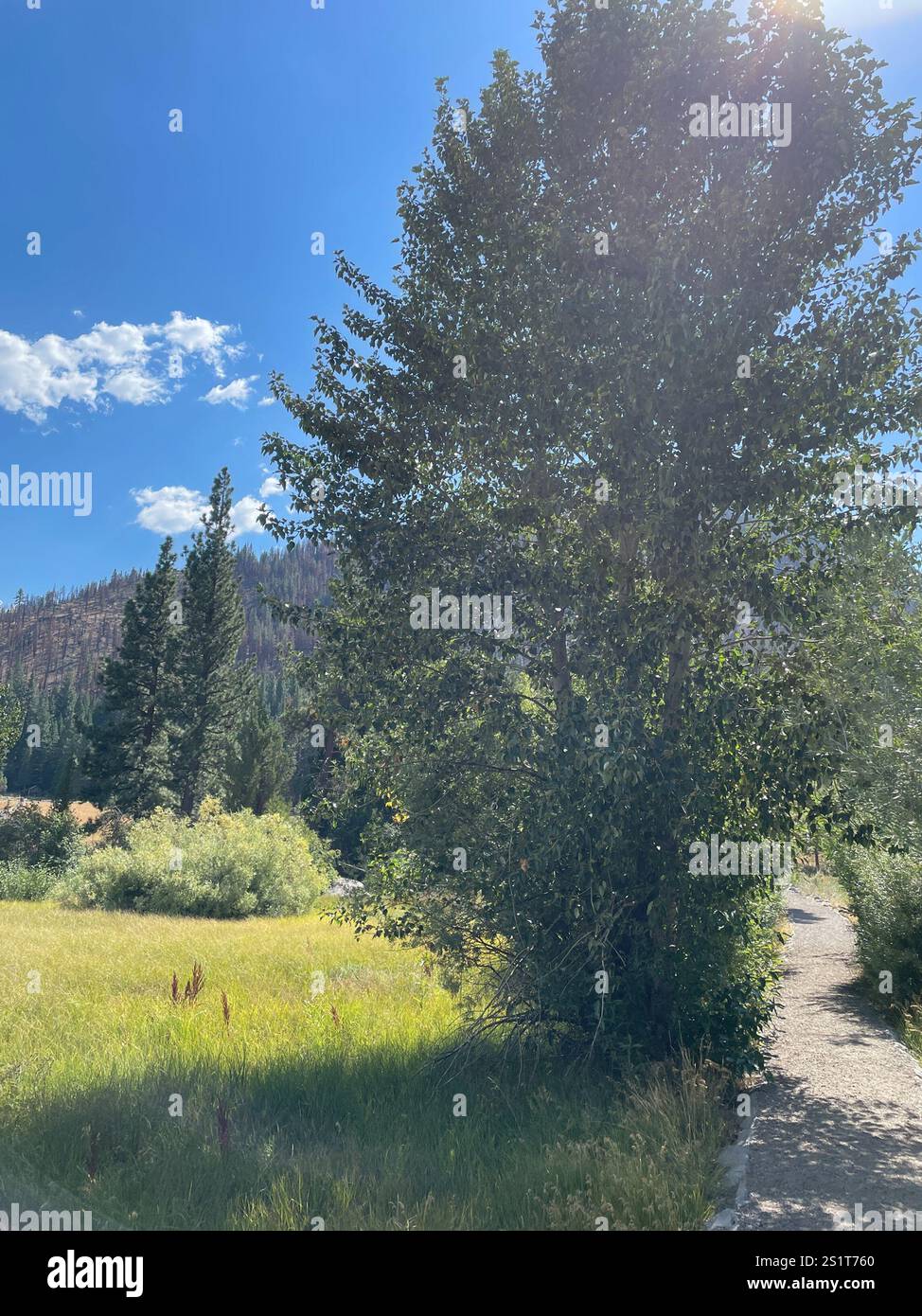 black cottonwood (Populus trichocarpa Stock Photo - Alamy