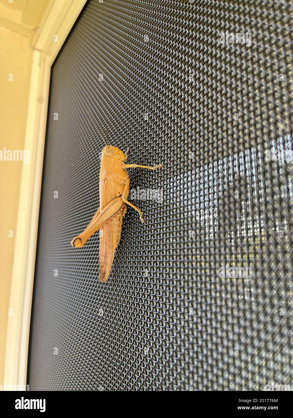Giant Grasshopper (Valanga irregularis Stock Photo - Alamy