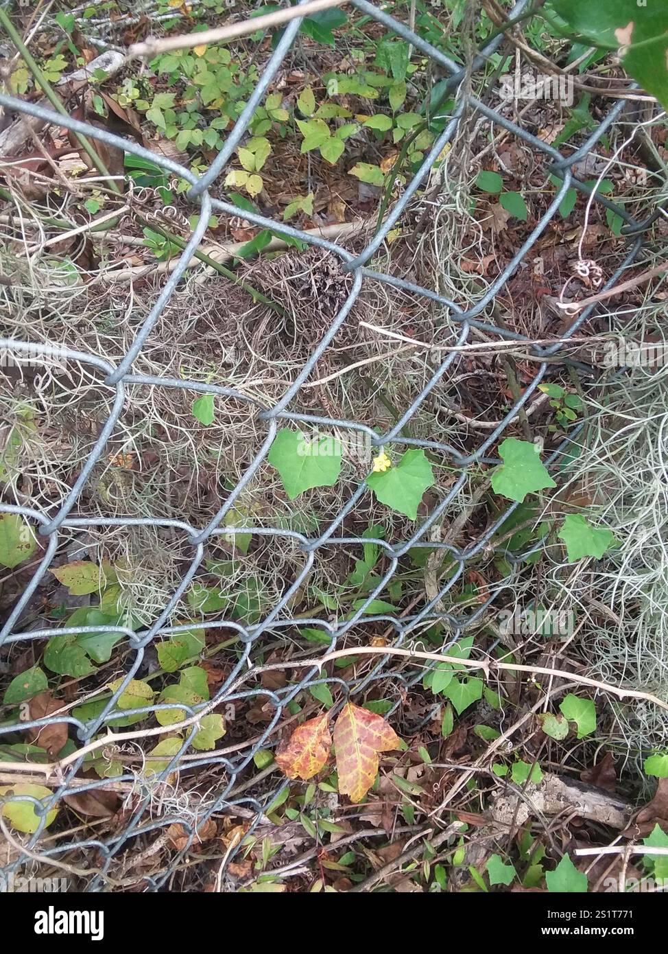 creeping cucumber (Melothria pendula Stock Photo - Alamy