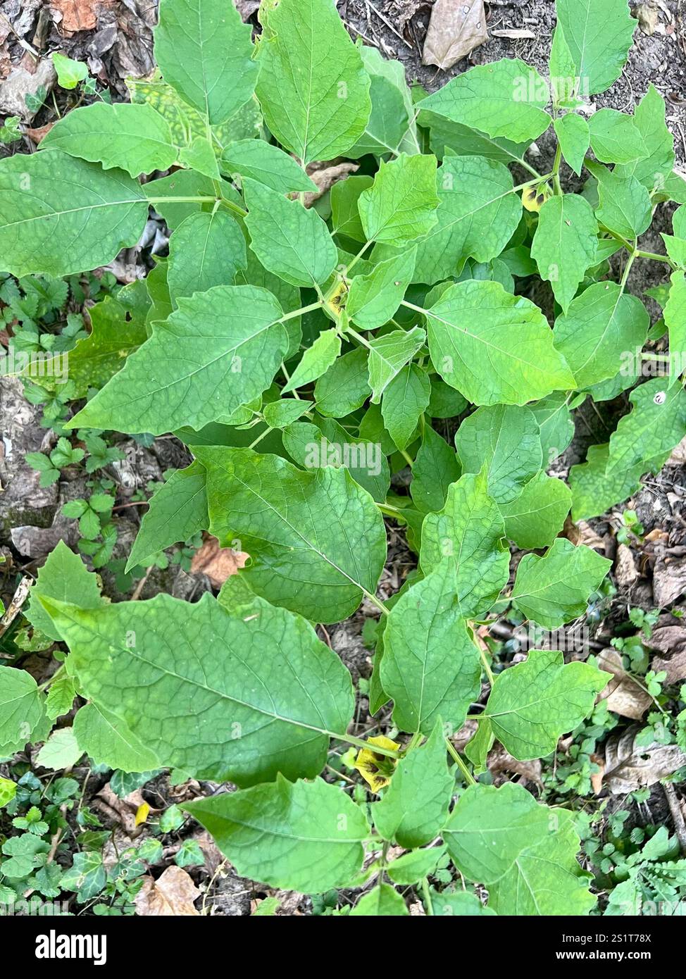 clammy groundcherry (Physalis heterophylla Stock Photo - Alamy