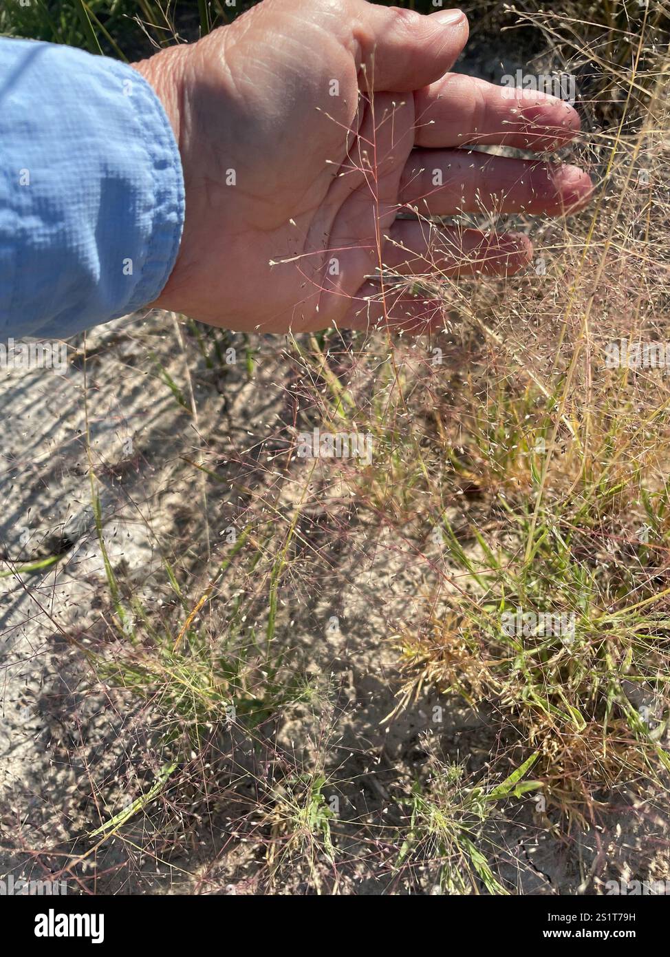 scratch grass (Muhlenbergia asperifolia Stock Photo - Alamy