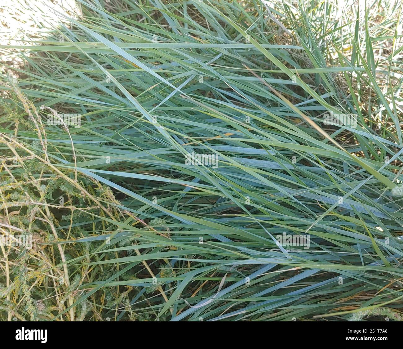 Western wheatgrass hi-res stock photography and images - Alamy