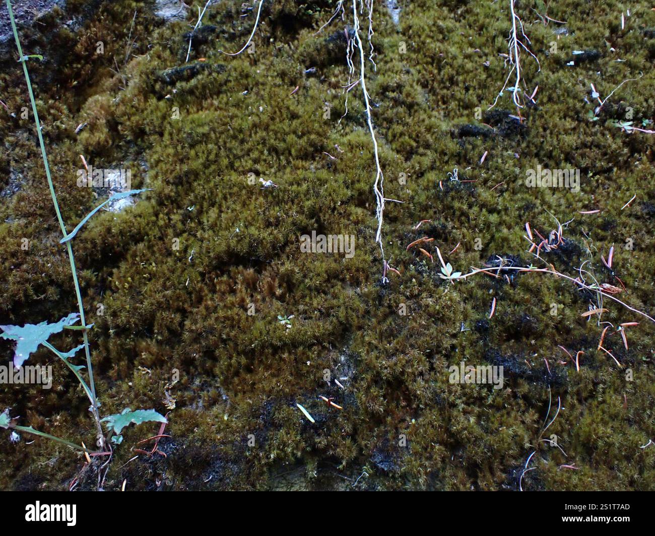 Sharp-leaved Blindia (Blindia acuta Stock Photo - Alamy