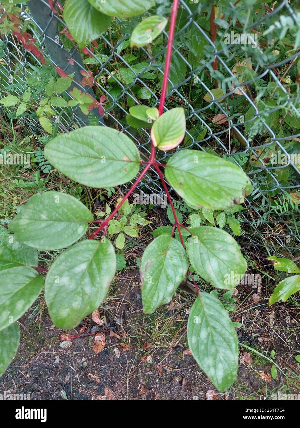 red osier dogwood (Cornus sericea Stock Photo - Alamy