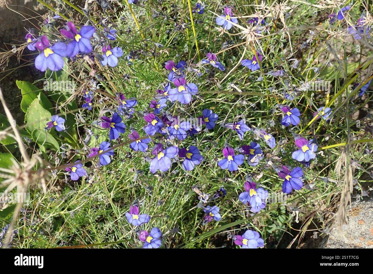 Brother Oneye (Monopsis decipiens Stock Photo - Alamy