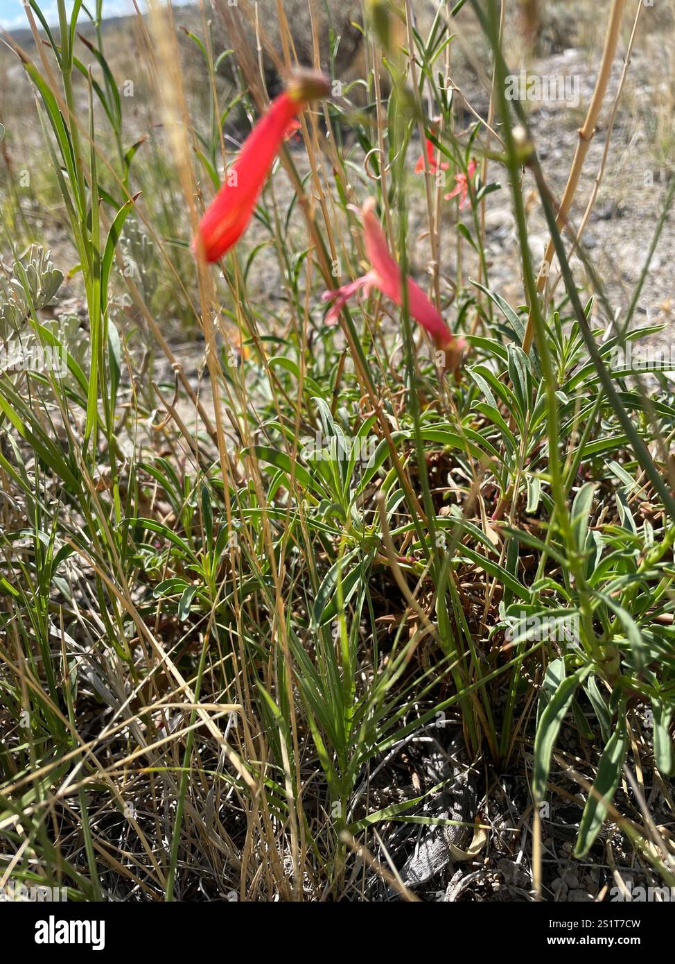 Bridges' penstemon (Penstemon rostriflorus Stock Photo - Alamy