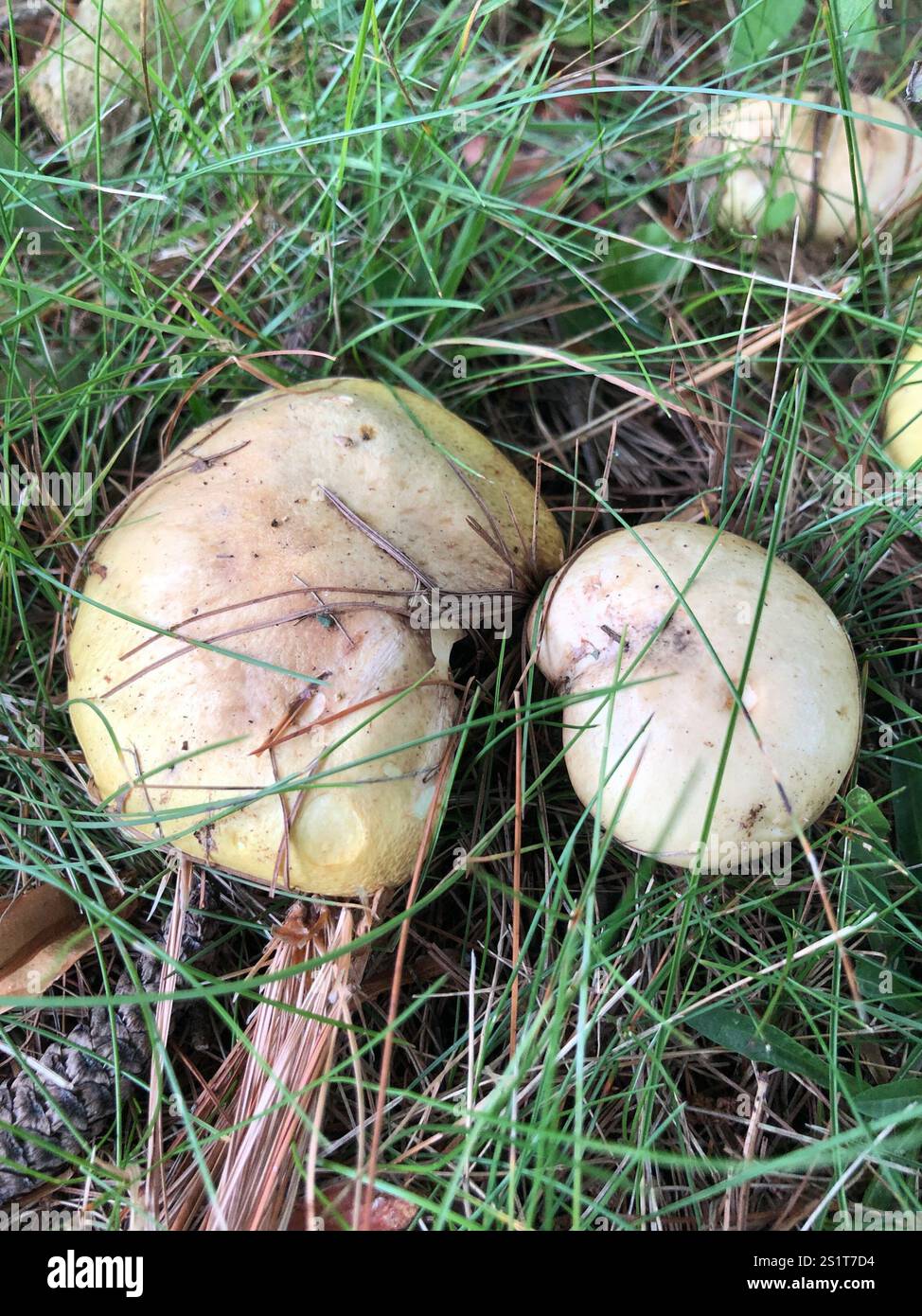Slippery Jacks (Suillus Stock Photo - Alamy