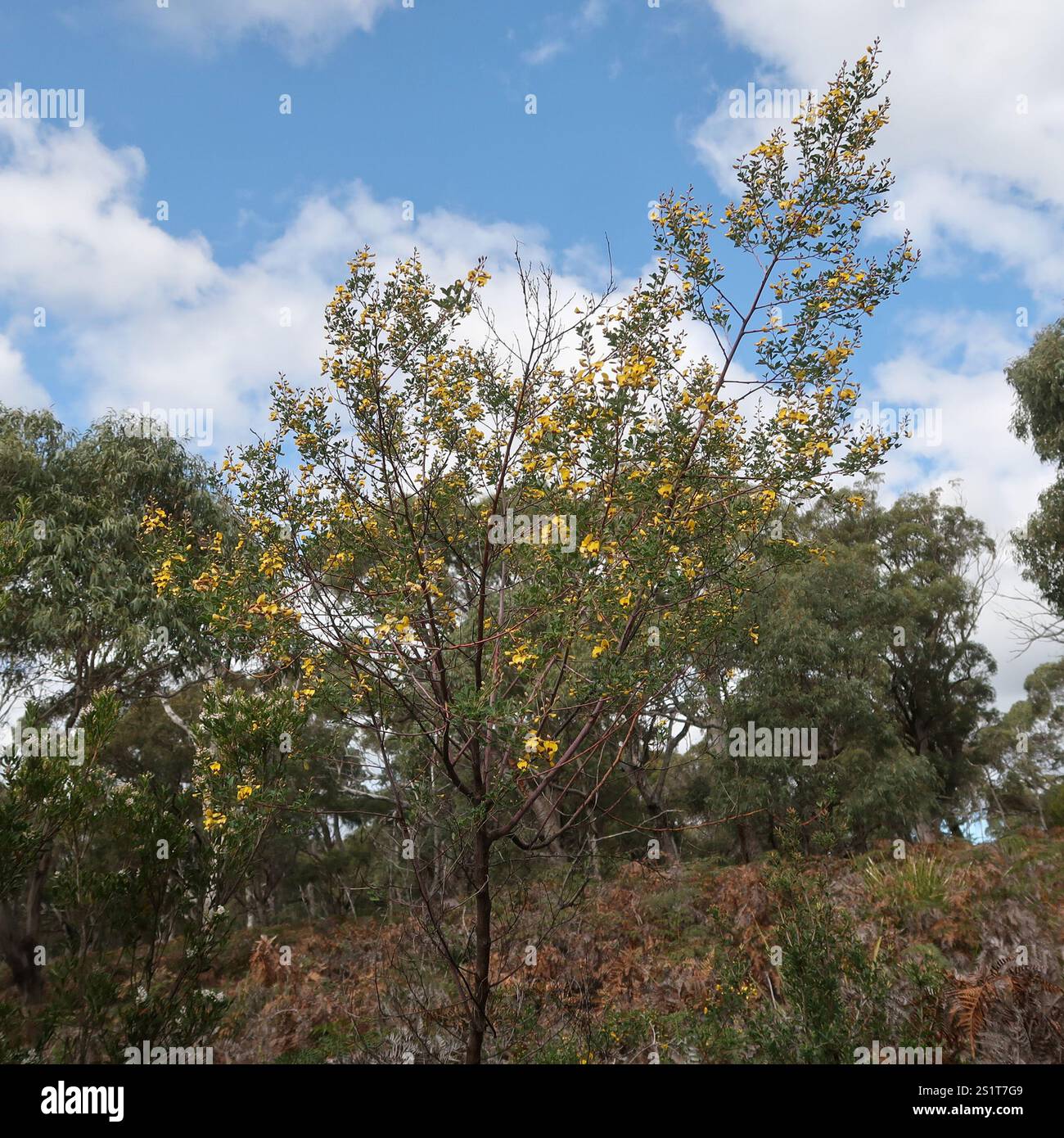 Clover-leaved Poison (Goodia lotifolia Stock Photo - Alamy