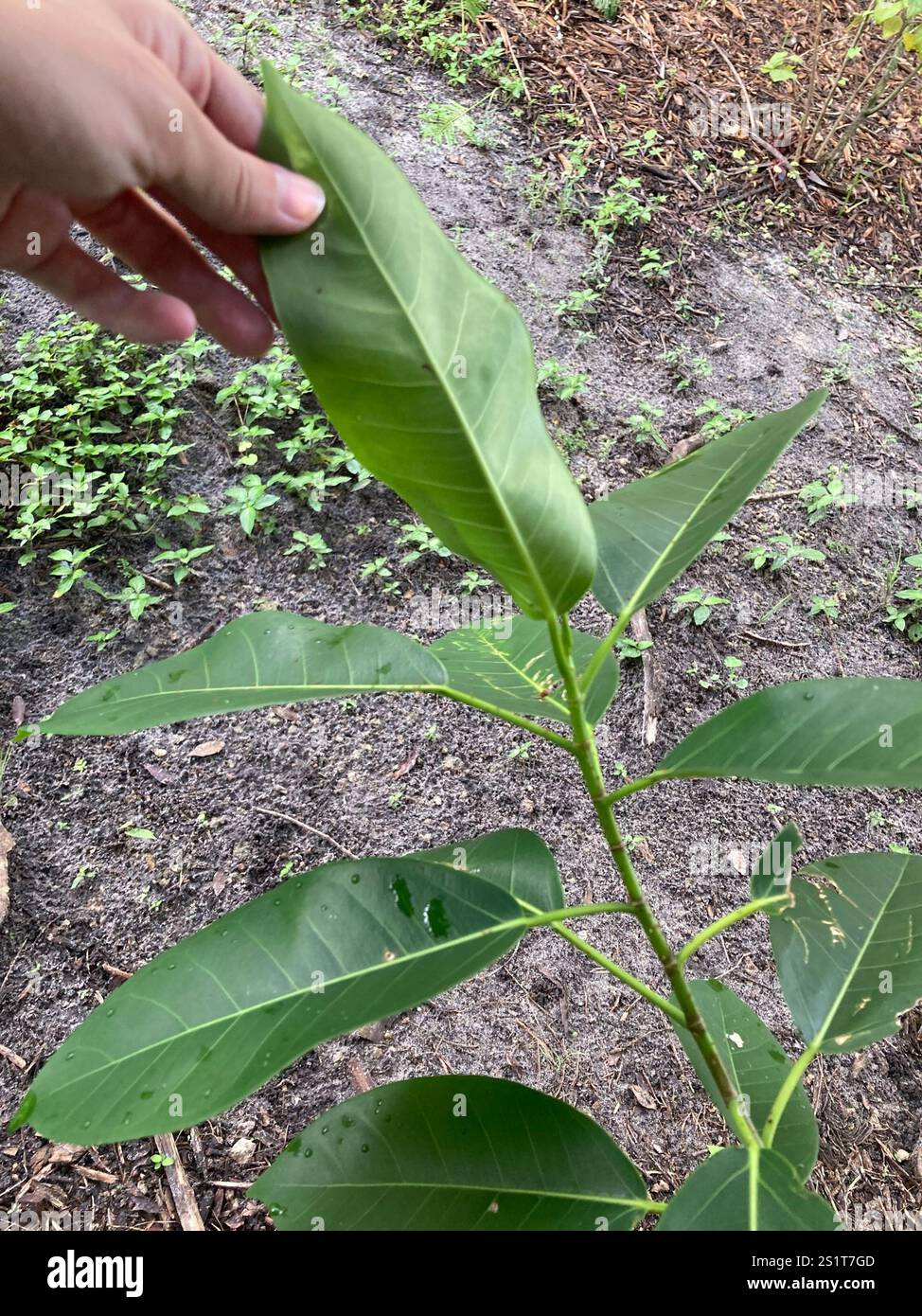 Florida Strangler Fig (Ficus aurea Stock Photo - Alamy