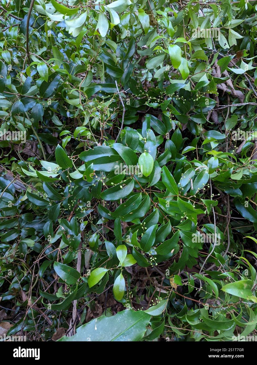 White Supplejack (Ripogonum album Stock Photo - Alamy