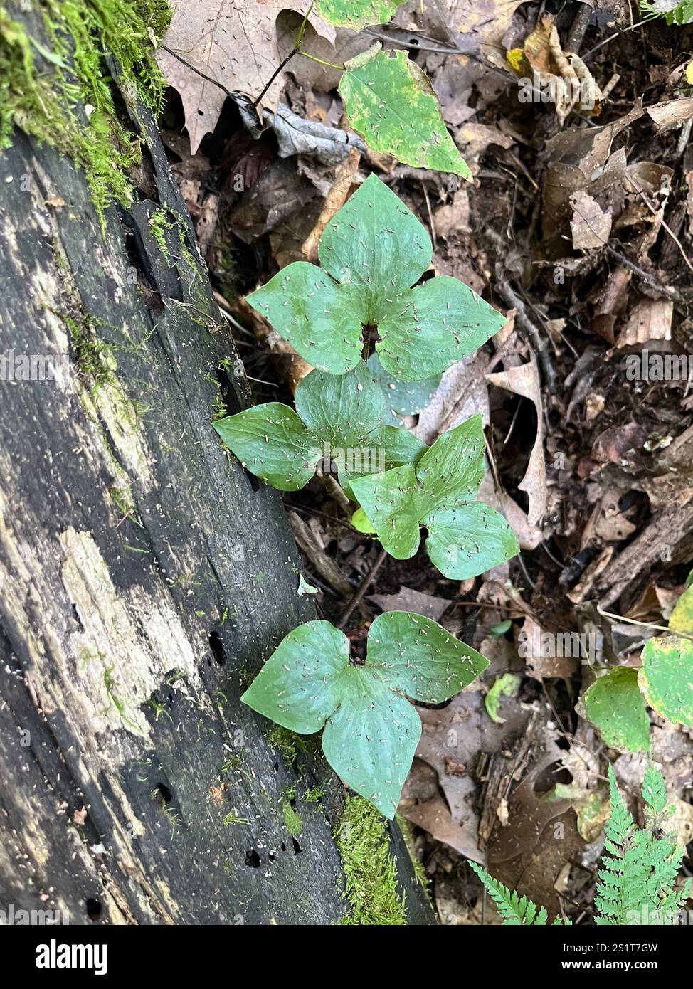sharp-lobed hepatica (Hepatica acutiloba Stock Photo - Alamy