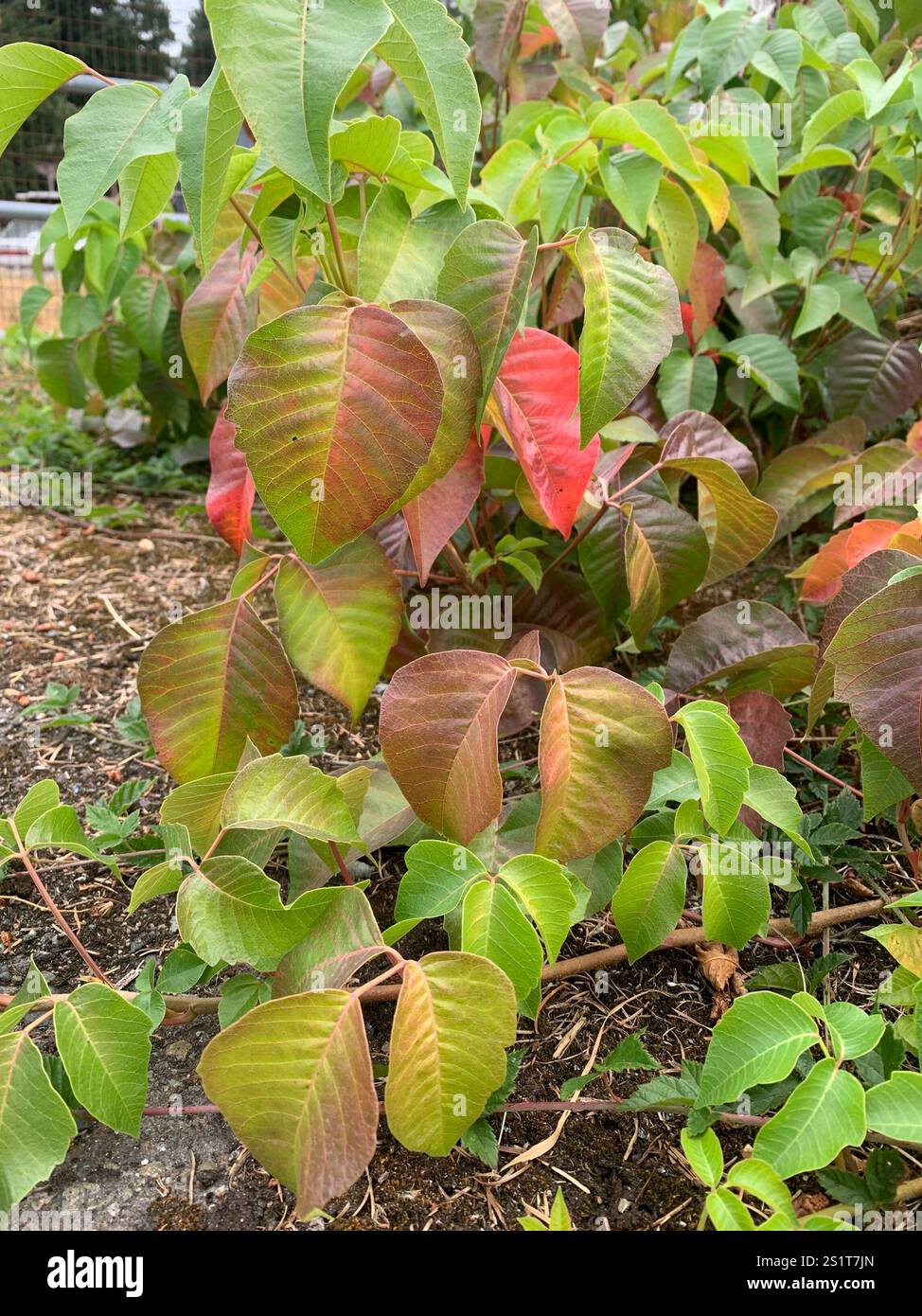 poison ivies and oaks (Toxicodendron Stock Photo - Alamy