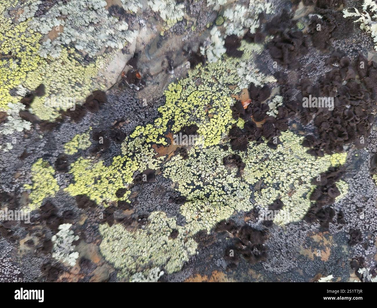 yellow map lichen (Rhizocarpon geographicum Stock Photo - Alamy