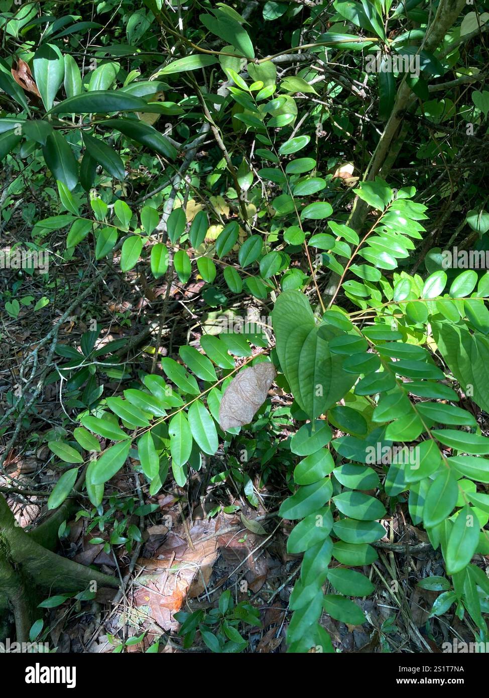 Paradise Tree (Simarouba glauca Stock Photo - Alamy