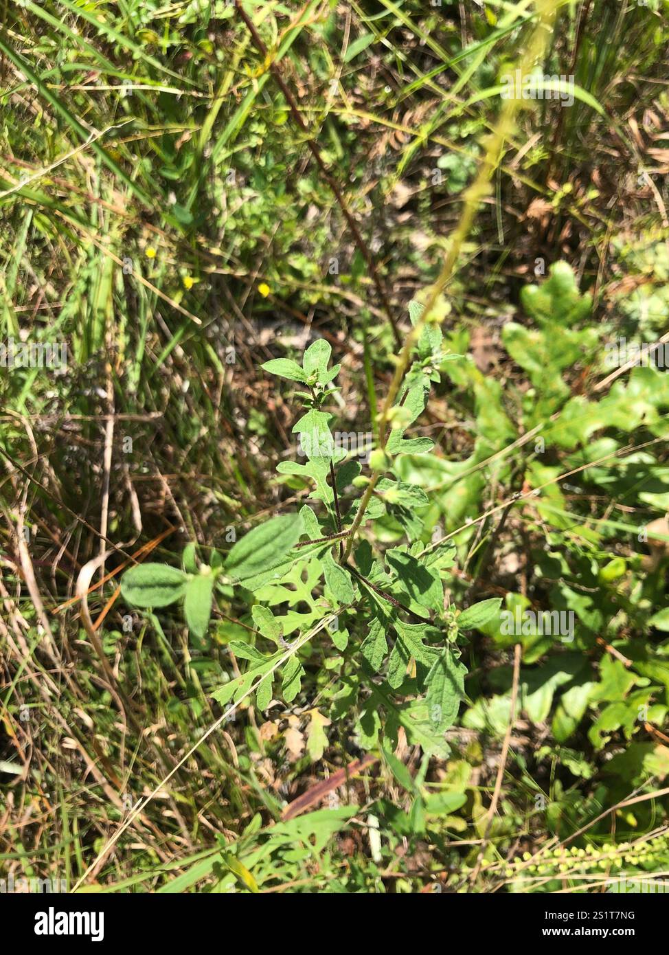 western ragweed (Ambrosia psilostachya Stock Photo - Alamy