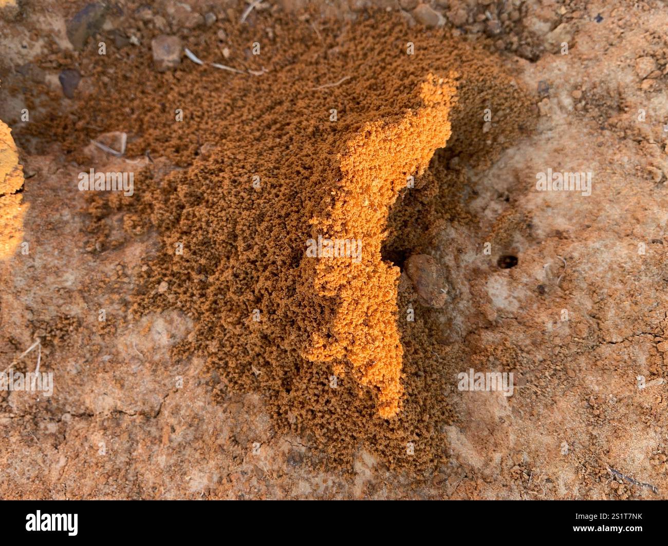 Yellow Pyramid Ant (Dorymyrmex flavus Stock Photo - Alamy