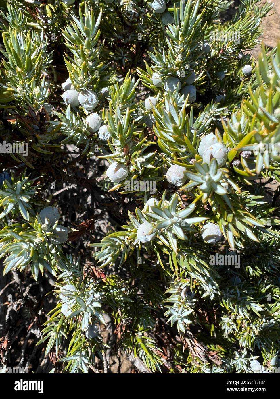 common juniper (Juniperus communis Stock Photo - Alamy