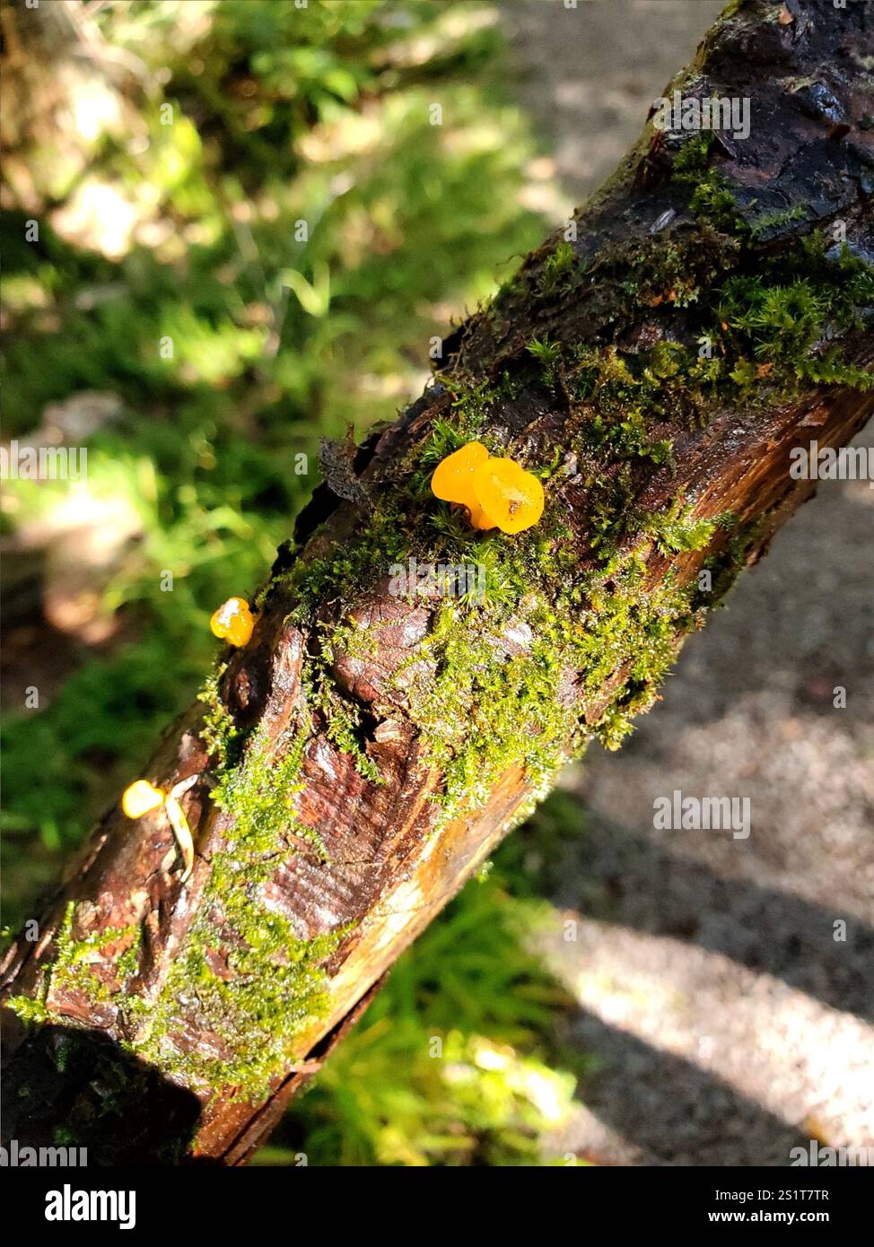 witch's butter (Tremella mesenterica Stock Photo - Alamy