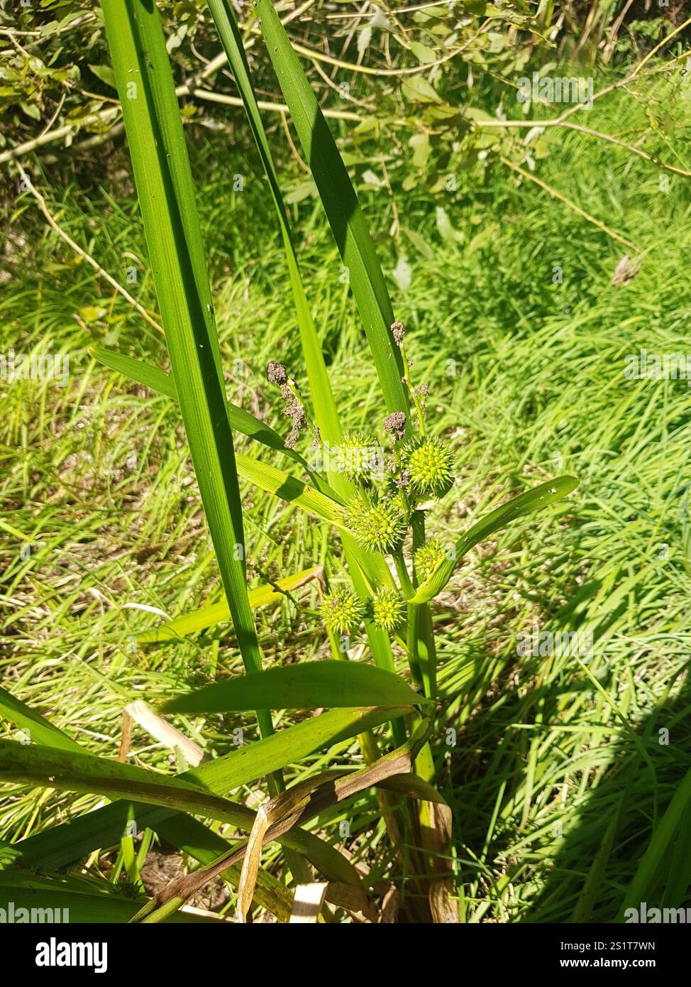 Branched Bur-reed (Sparganium erectum Stock Photo - Alamy