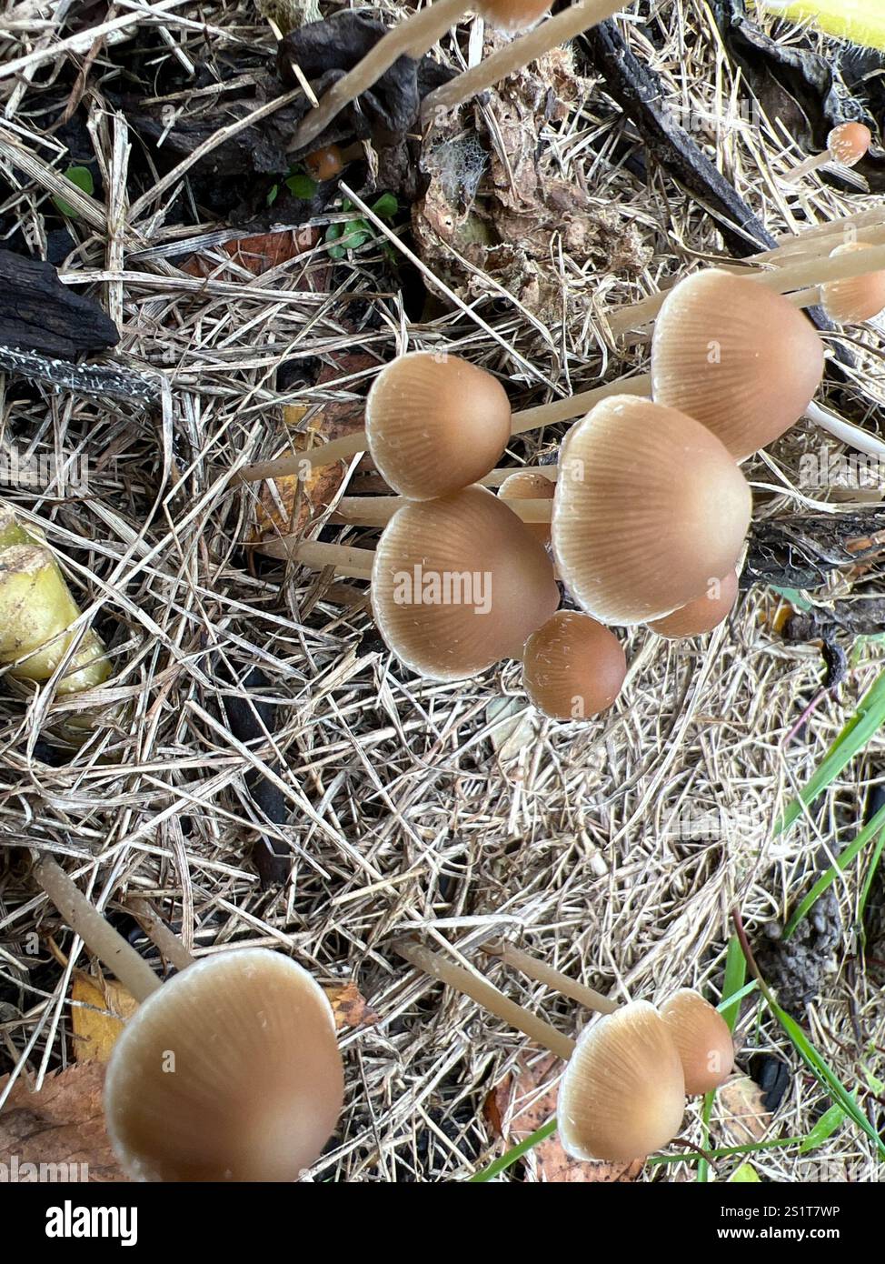 red edge brittlestem (Psathyrella corrugis Stock Photo - Alamy