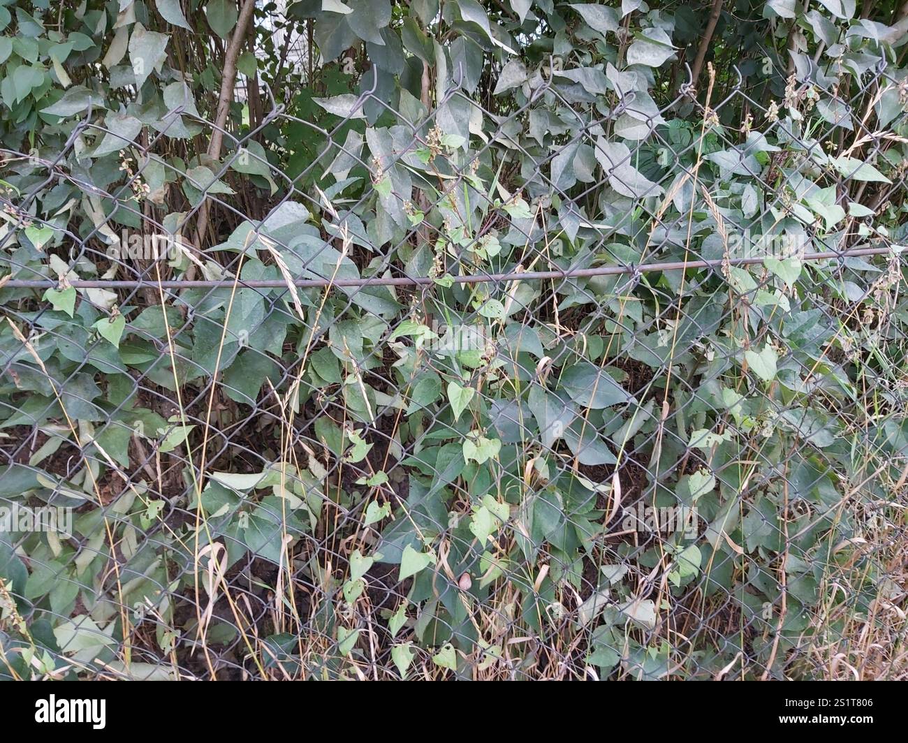 Copse-bindweed (Fallopia dumetorum Stock Photo - Alamy