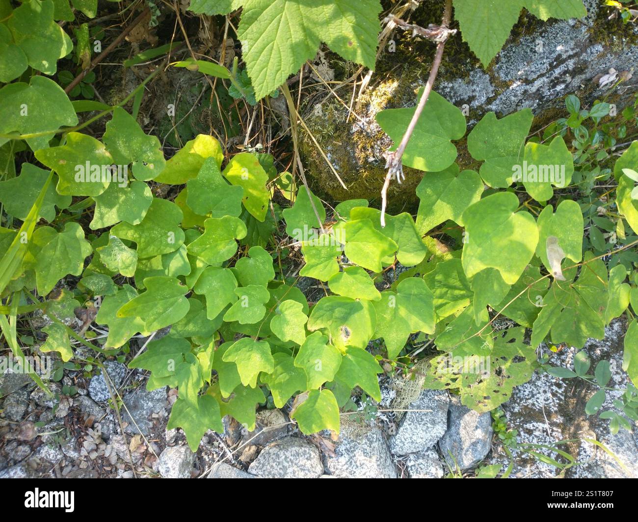 White Inside-out Flower (Vancouveria hexandra Stock Photo - Alamy